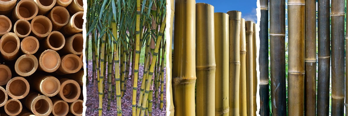 Pandam - Specialista del bambù – Pandam Bambu