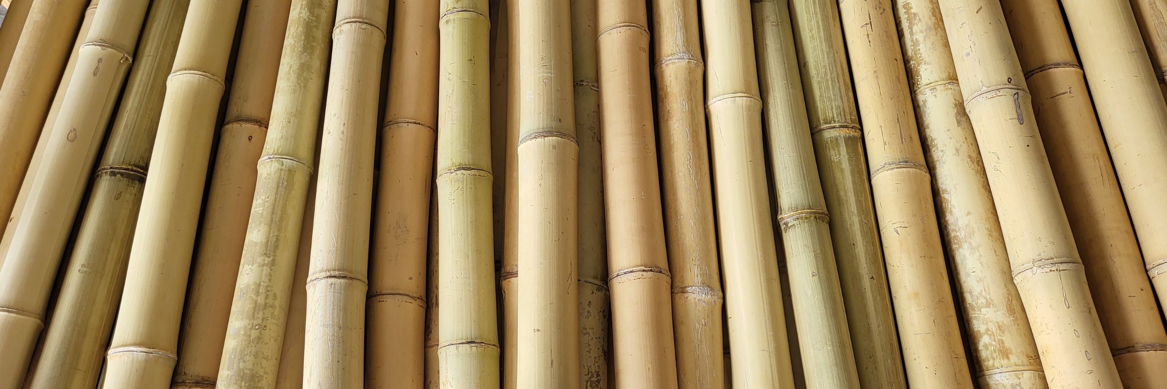 Pandam - Specialista del bambù – Pandam Bambu